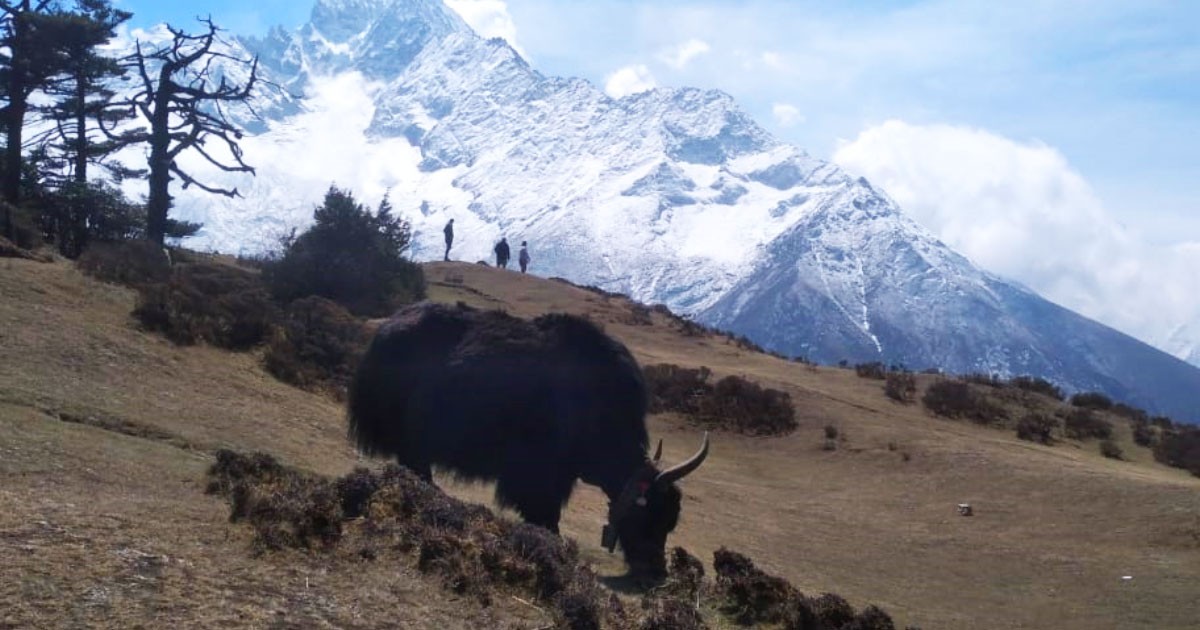 Wildlife of Everest Region