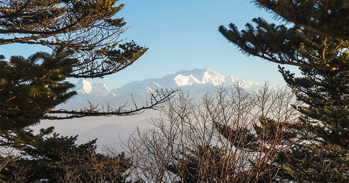 Most Fascinating Wildlife and Birds on Kanchenjunga Circuit Trek